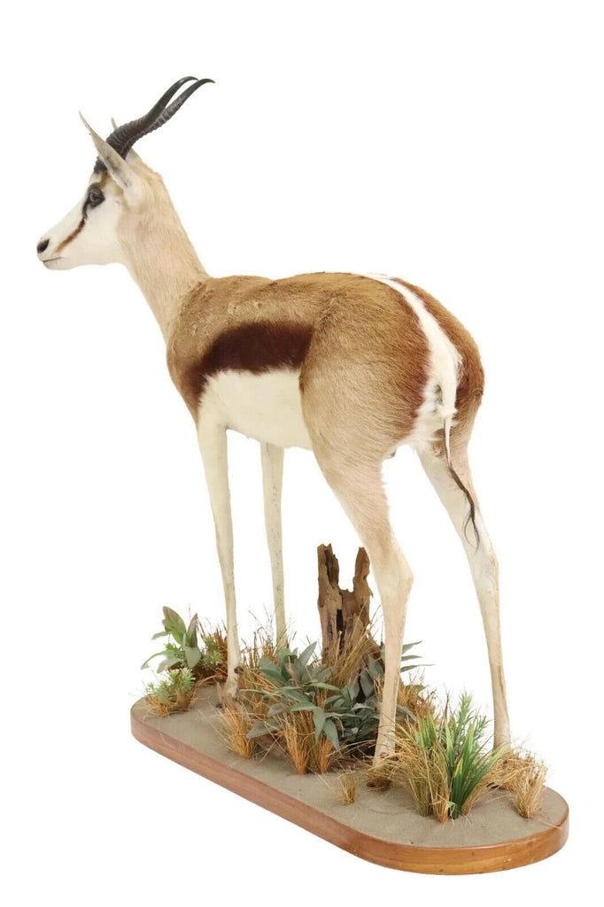 Taxidermy, Springbok, Full Body, Naturalistic Base, Unique Home Decor ...