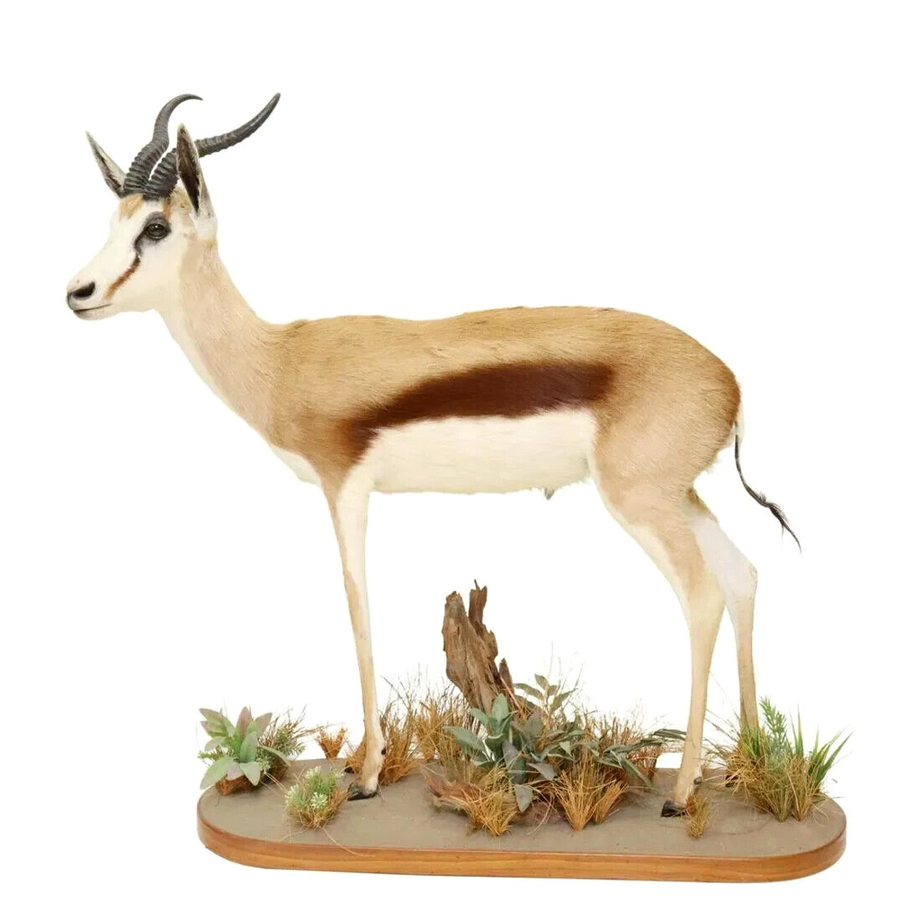 Taxidermy, Springbok, Full Body, Naturalistic Base, Unique Home Decor ...