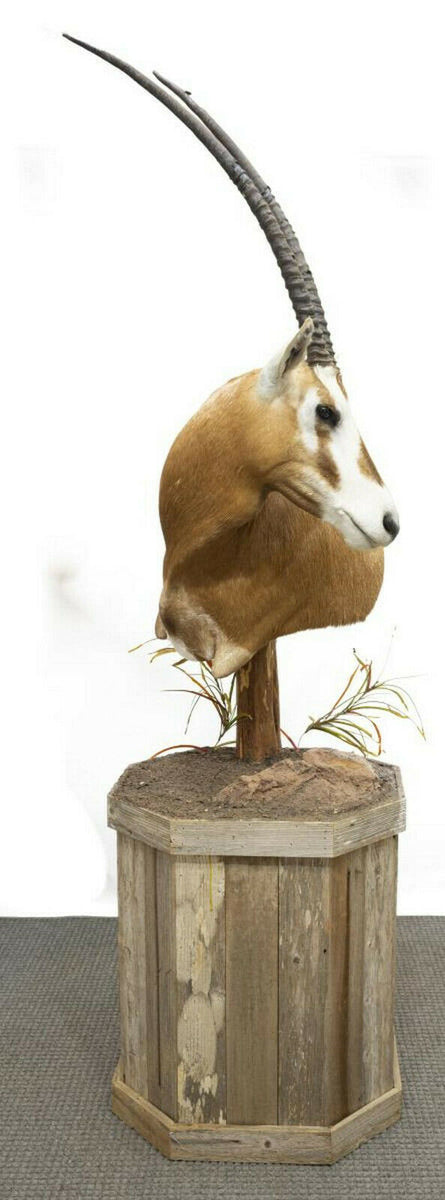 Scimitar Horned Oryx Mount