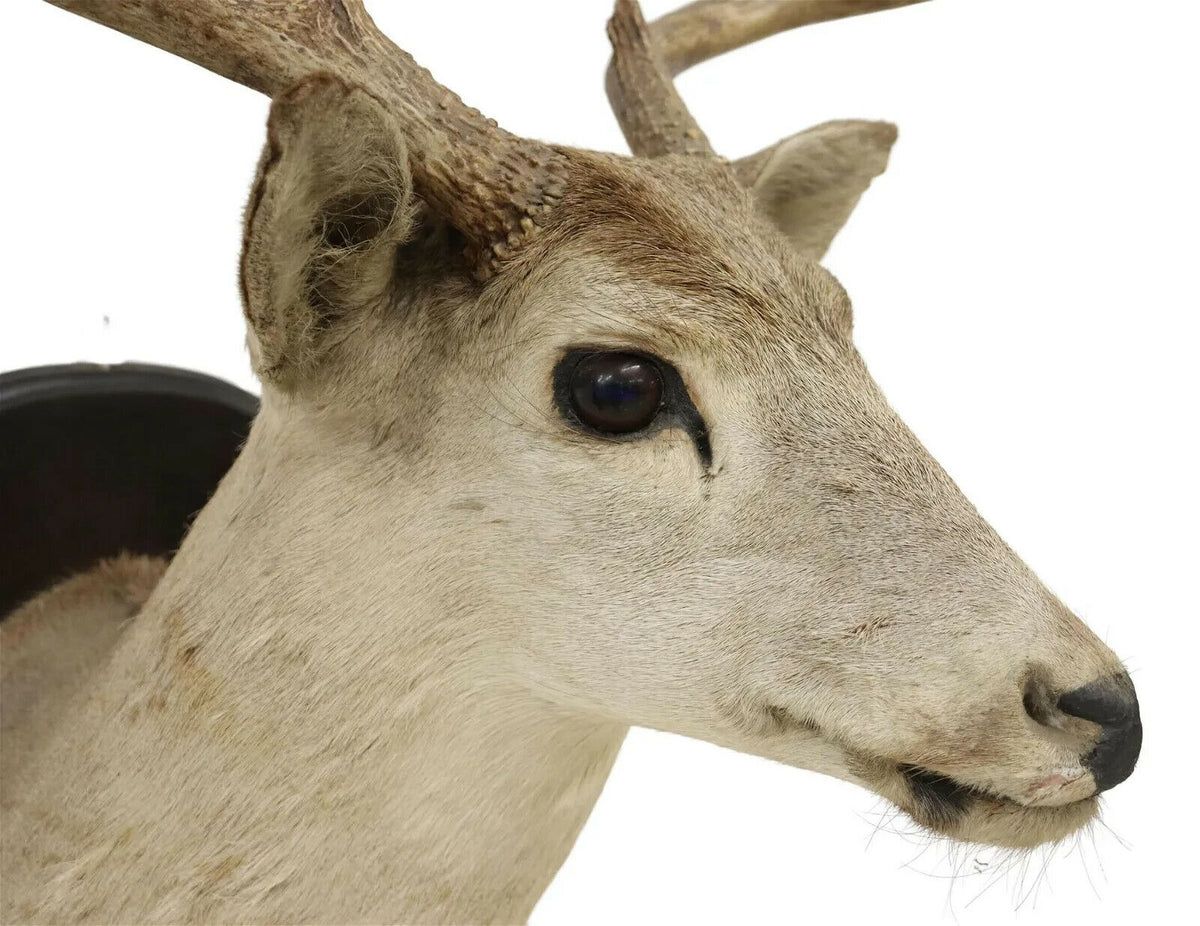 Taxidermy, Whitetail Deer Trophy, Shoulder Mount on Wood, Shield Form ...